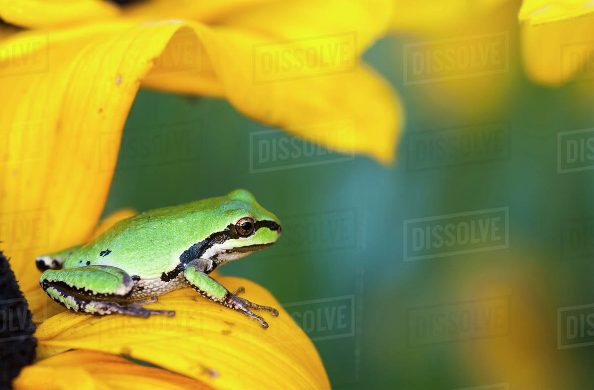A Pacific Tree Frog (Pseudacris Regilla) Hunts For Insects On A ...