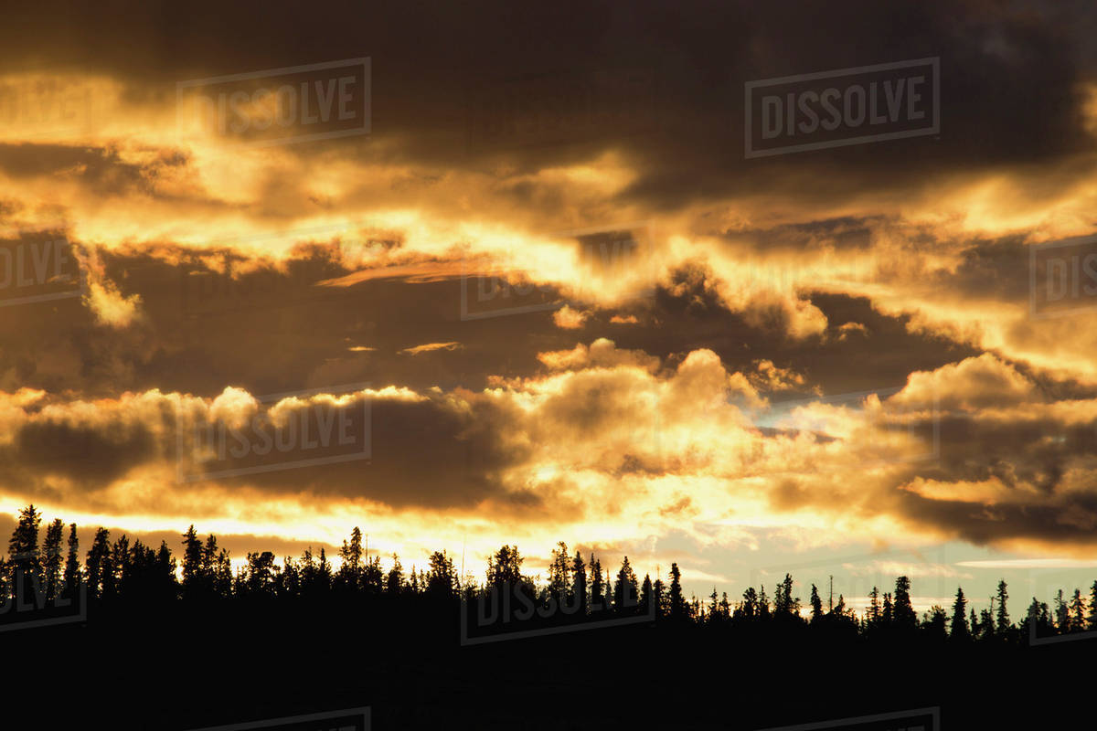 Dark cloud glowing and silhouette of a forest at sunset; Whitehorse ...