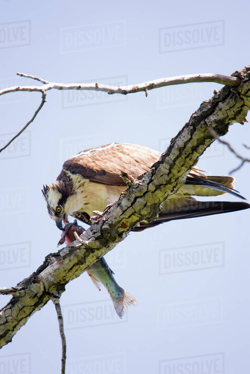 Osprey eating fish on a tree branch; Calgary, Alberta, Canada - Stock ...