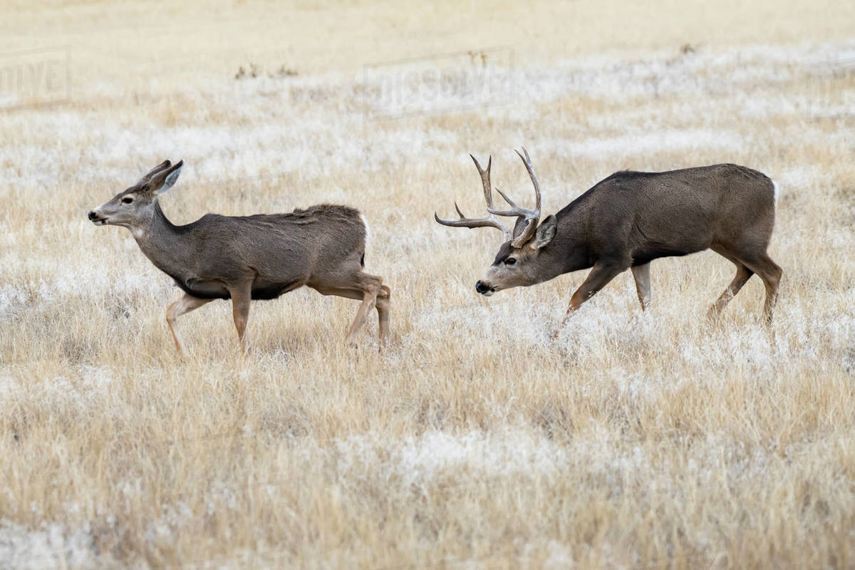 Large Mule Deer buck (Odocoileus hemionis) following a doe during the ...