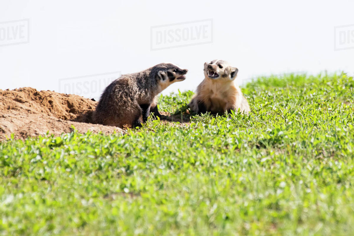Female American Badger (Taxidea taxus) playing with her nearly grown ...