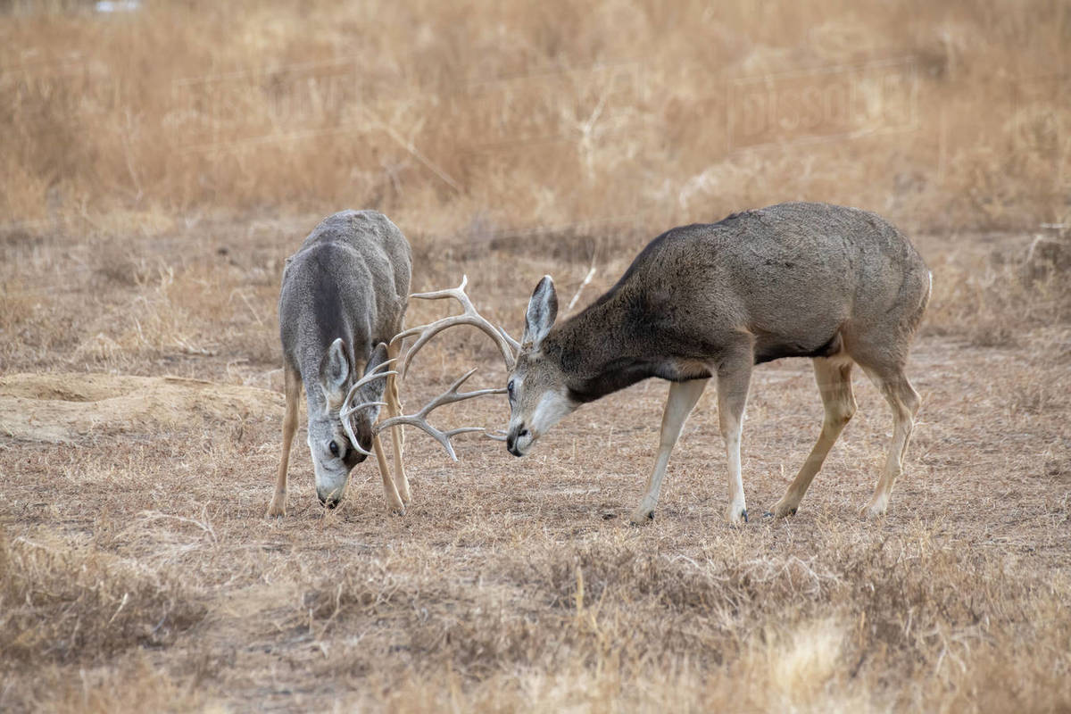 Two large Mule Deer bucks (Odocooileus hemionis) sparring during the ...