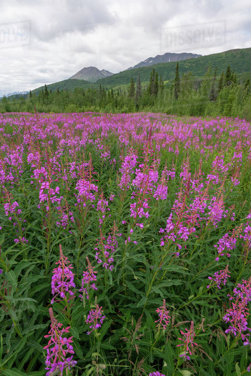 Field of fireweed (Chamaenerion angustifolium), the official flower of ...
