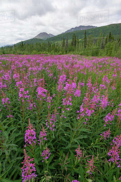 Field of fireweed (Chamaenerion angustifolium), the official flower of ...
