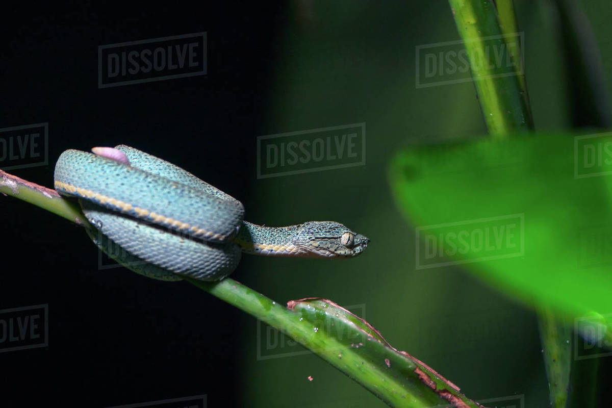 Palm viper (Bothrops bilineatus) coiled on plant stem; Tambopata, Peru ...