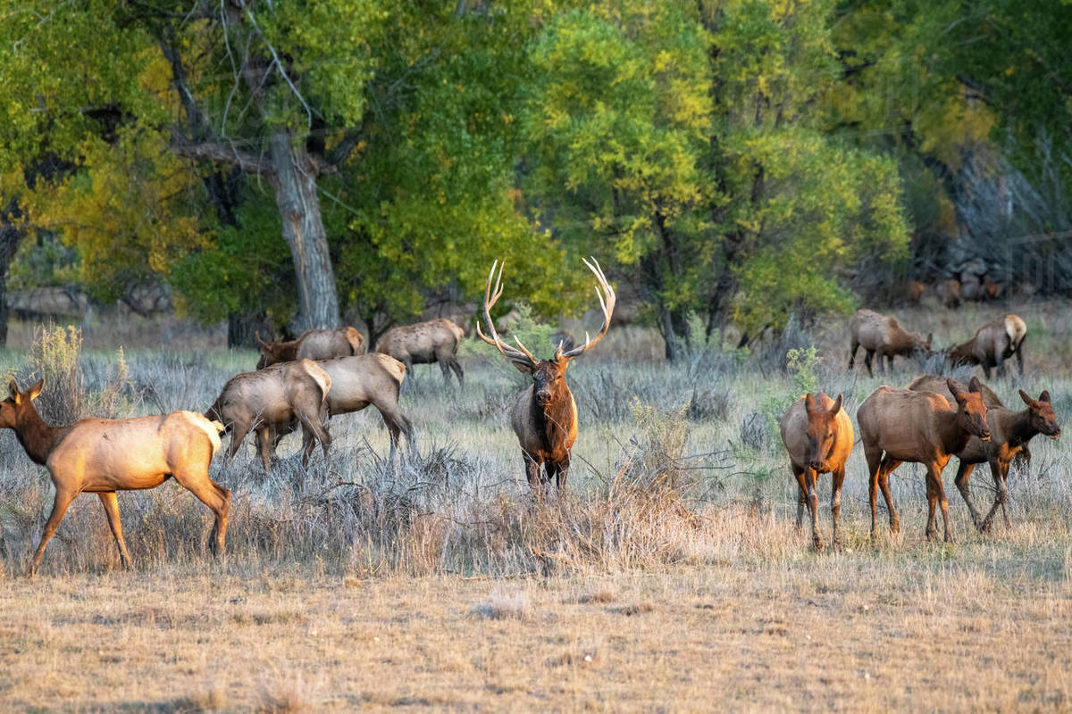 Magnificent Bull Elk (Cervus canadensis) with his harem of cows during ...