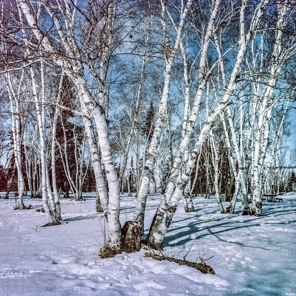 Stands of birch trees in snow, Hecla-Grindstone Provincial Park ...