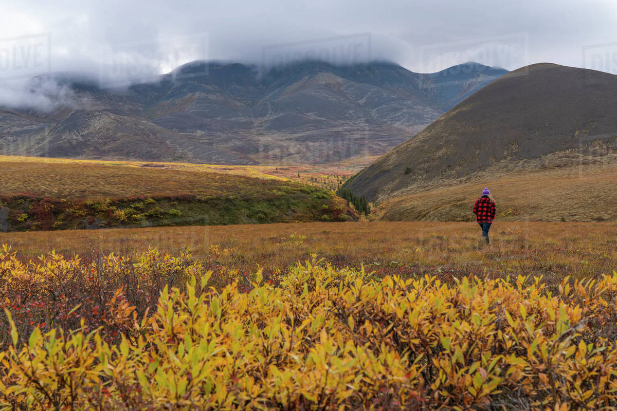 Woman walking in the tundra along the Dempster Highway and enjoying the ...