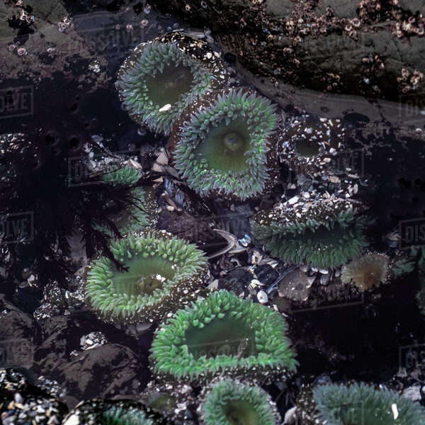 Marine life in the tide pools, Pacific Rim National Park Reserve ...