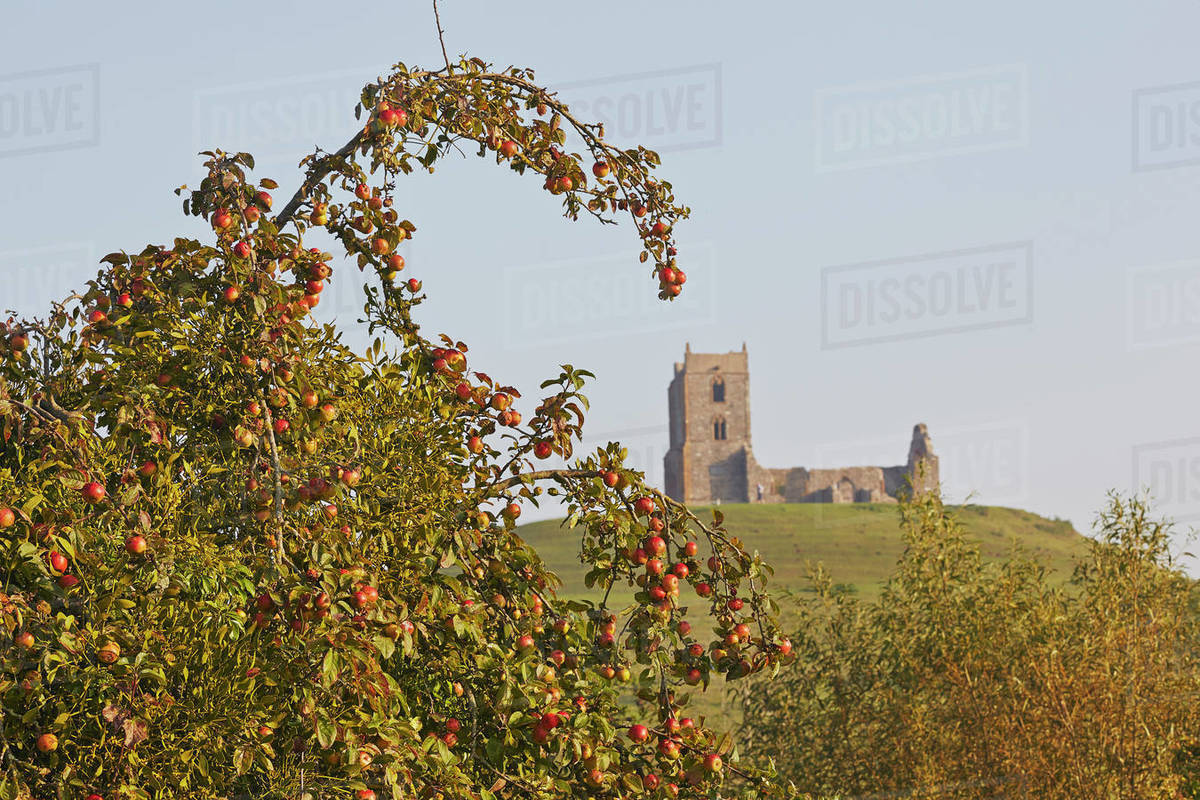 An apple-loaded apple tree, with the Church of St Michael on Burrow ...
