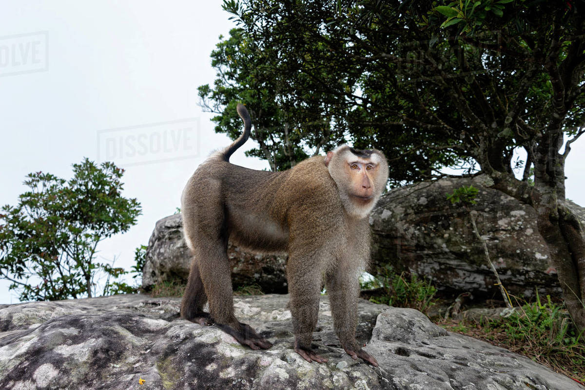 Macaque monkey standing on a rock looking out; Kampot, Cambodia ...