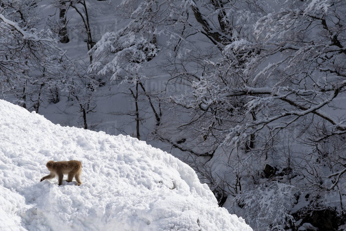 Japanese snow monkey (Macaca fuscata) on snow in winter. Located at the ...