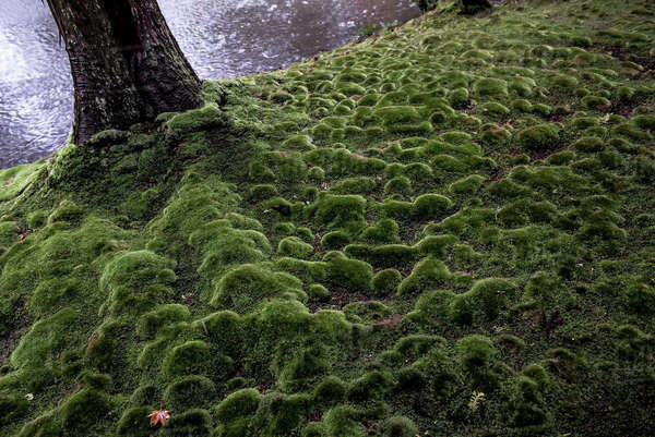 Textured moss at the base of a tree and water's edge at Kyoto's Moss ...