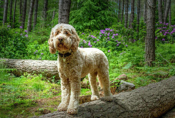 Blond cockapoo standing on a log in a forest with lush foliage and ...