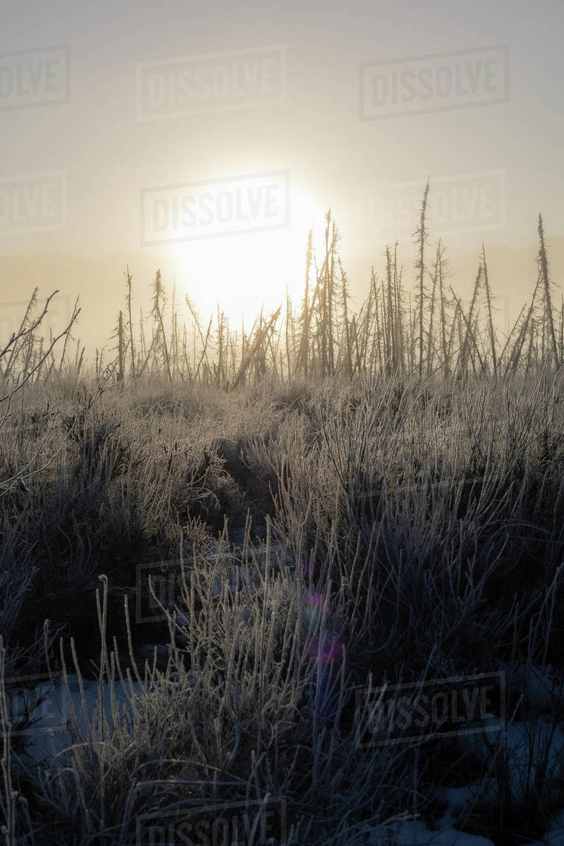 Close-up of frost-covered shrubs backlit by the the glow of the sun ...