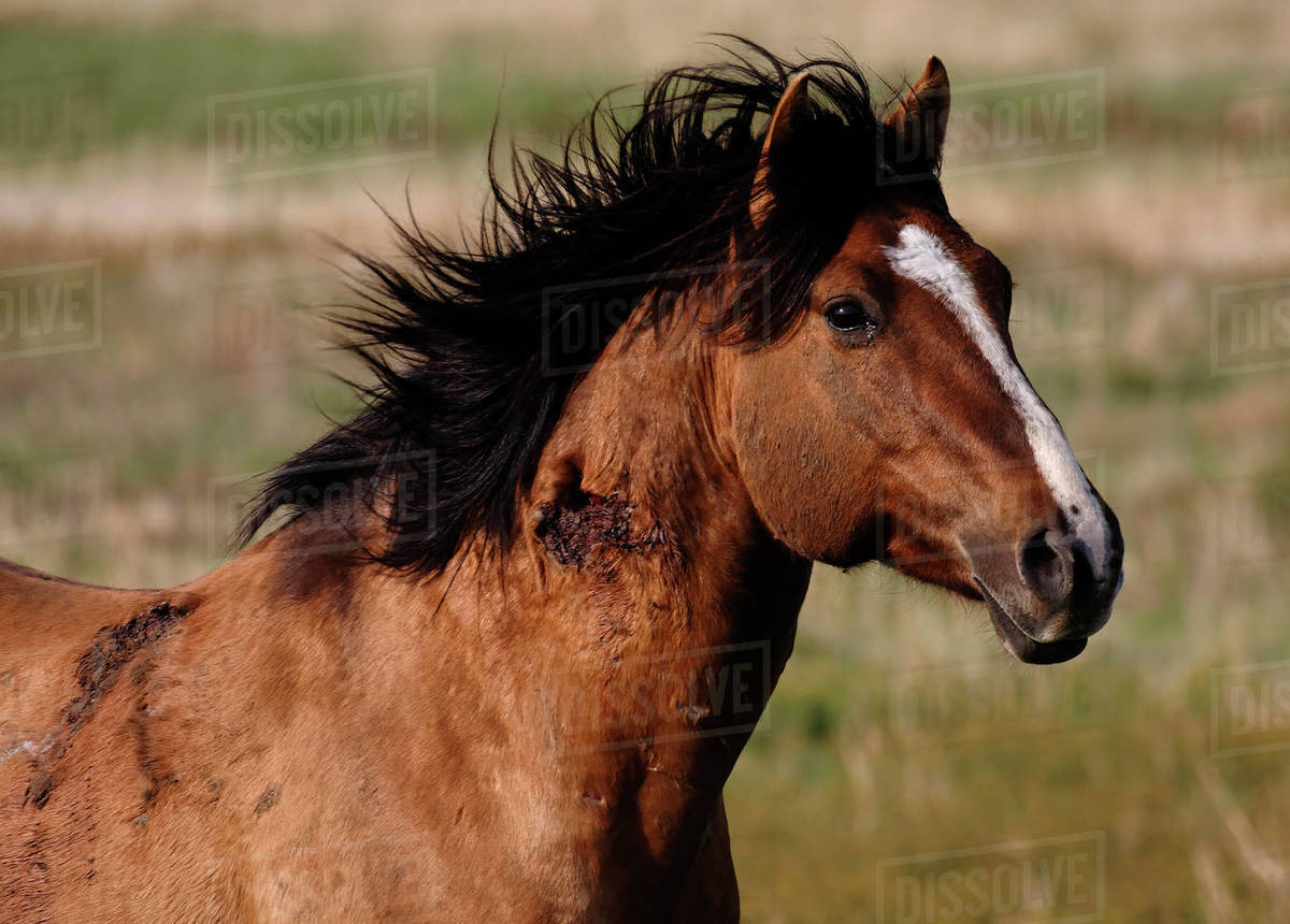 Wounds on a wild horse at a mustang and burro sanctuary; Lantry, South ...