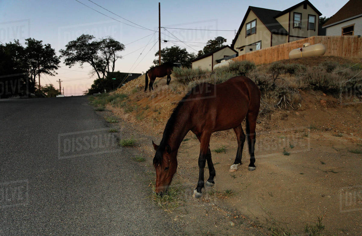 Lured by vegetation, wild horses wander through subdivision yards ...