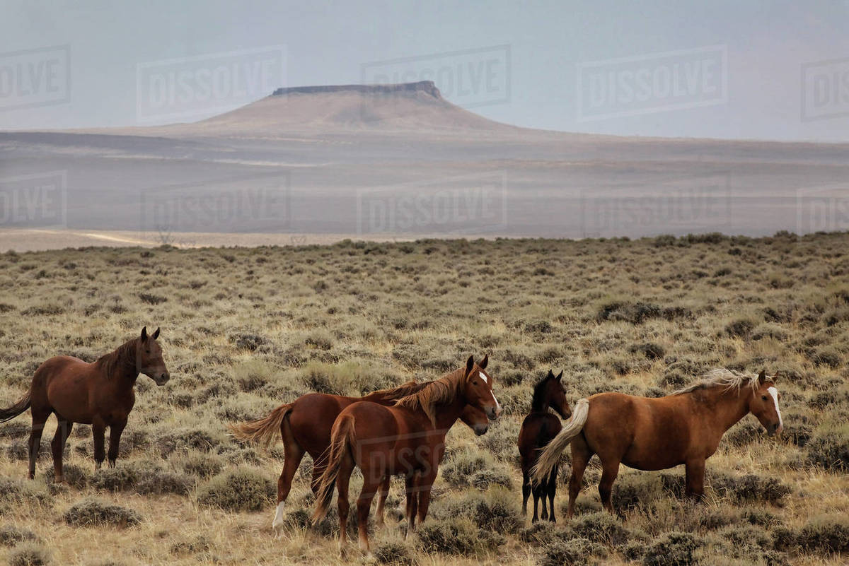 Band of wild horses roam the wide open spaces in western Wyoming ...