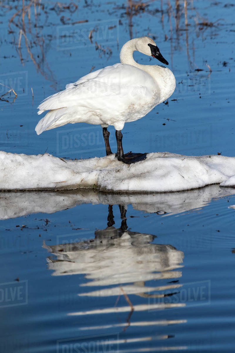 Trumpeter Swan (Cygnus buccinator) standing on snow surrounded by ...