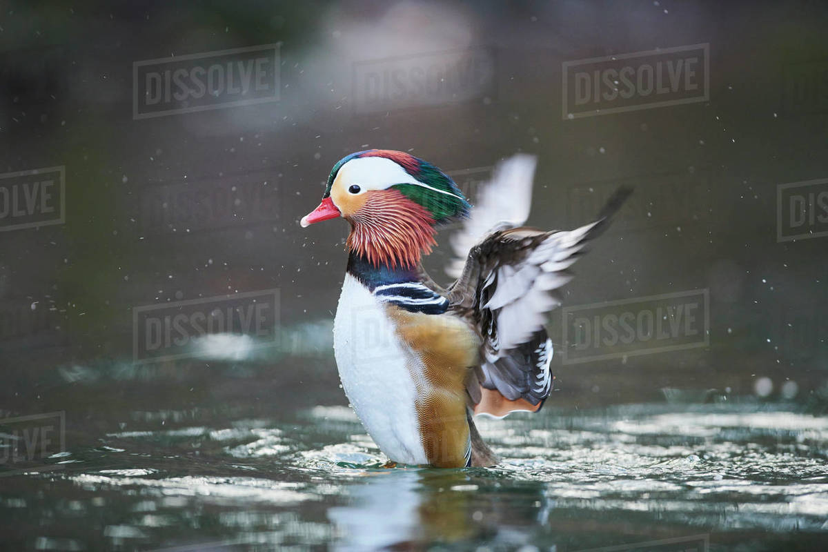 Mandarin duck (Aix galericulata) male splashing water on a lake ...
