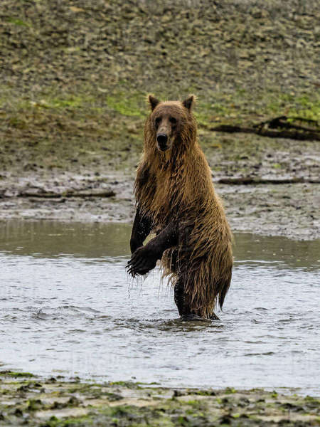 Portrait of Coastal Brown Bear (Ursus arctos horribilis) standing ...