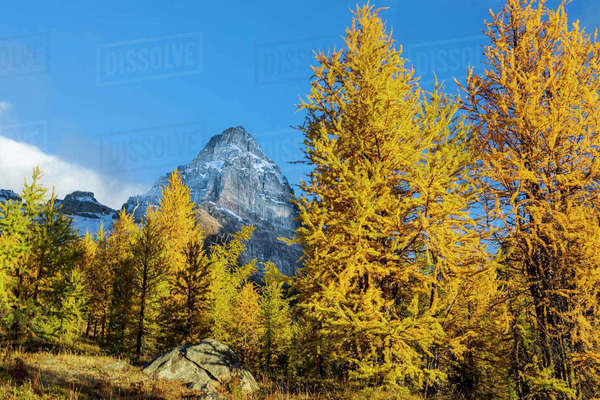 Golden larch trees in Larch Valley in Banff National Park; Alberta ...