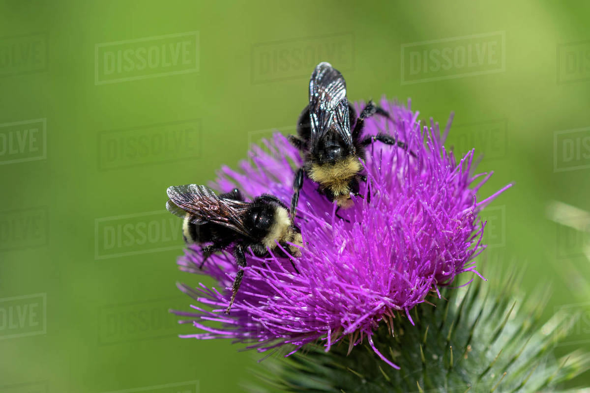Bumble bees seek nectar from a Bull thistle (Cirsium vulgare) blossom ...
