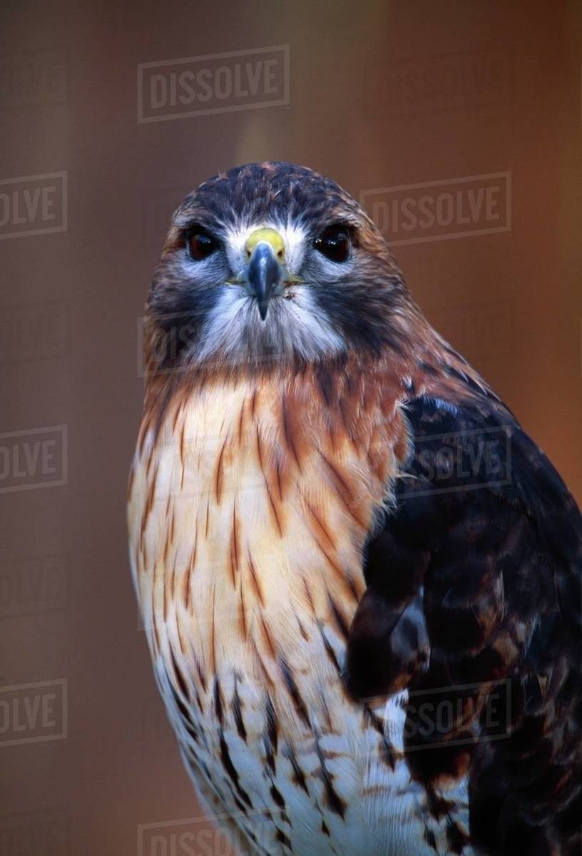 Portrait Of Red-Tailed Hawk - Royalty-free Stock Photo | Dissolve