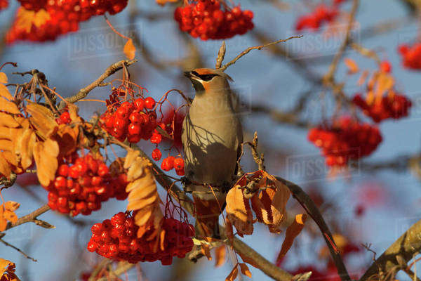 A bird in a tree with clusters of bright red berries - Royalty-free ...