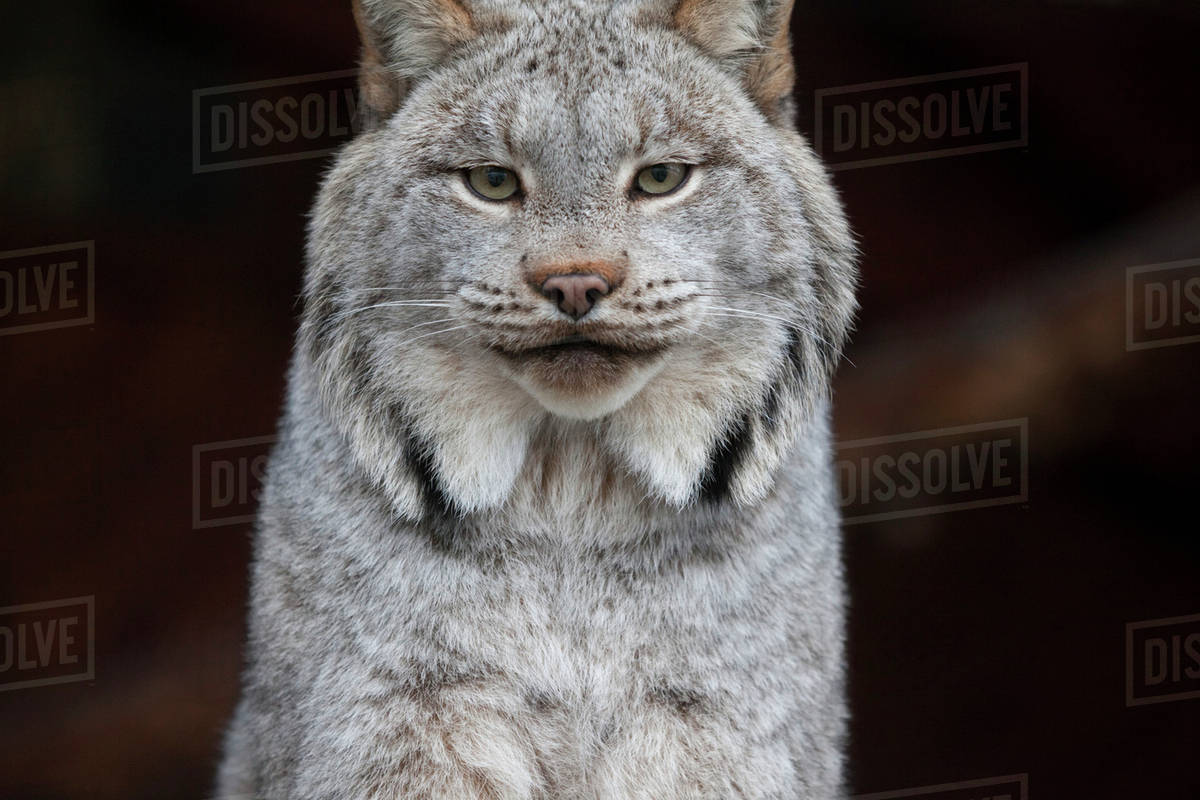 A grey lynx staring at the camera - Royalty-free Stock Photo | Dissolve