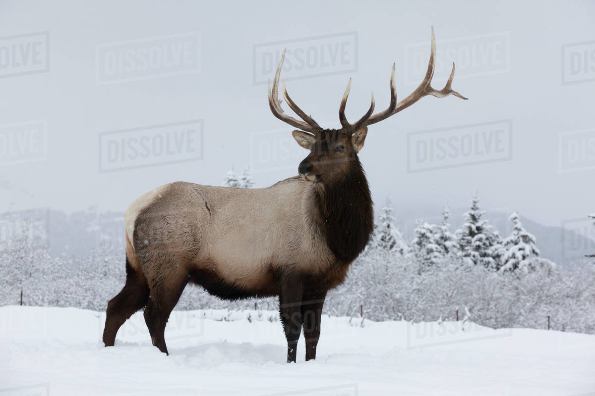 An elk (Cervus canadensis) standing in a field of snow with frozen ...