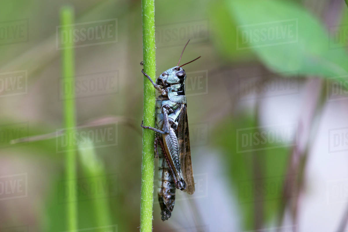 A large grasshopper enjoying a summer day; Palmer, Alaska, United ...