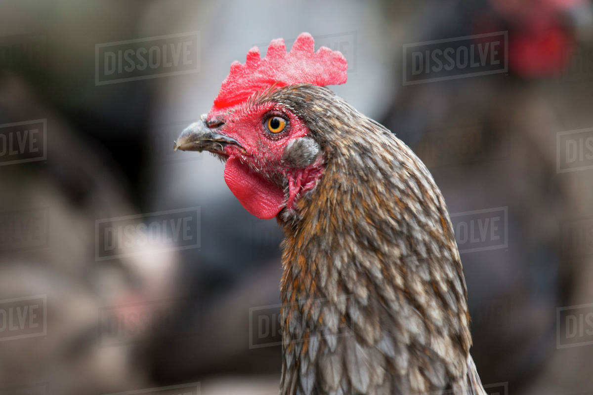 A blue americauna hen at a farm; Palmer, Alaska, United States of ...