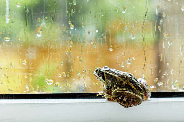 A brown frog sits on a window ledge looking outside at the rain; Fort ...