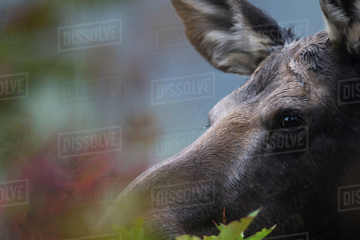 Close up of the face of a moose in Algonquin Park; Ontario, Canada ...