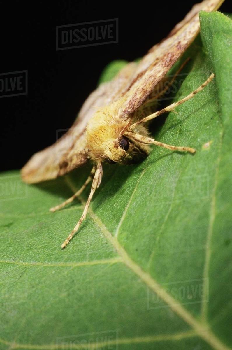 Moth On Leaf - Royalty-free Stock Photo | Dissolve