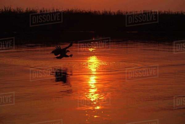 African Fish Eagle Swooping For Fish - Stock Photo - Dissolve
