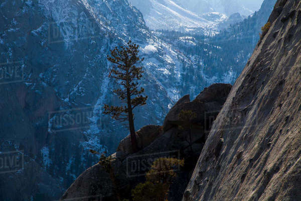 Silhouette of a single pine tree growing from a ledge high up the cliff ...
