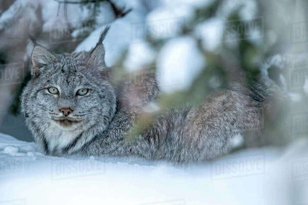 Portrait of a Canadian lynx (Lynx canadensis) lying in the snow in the ...
