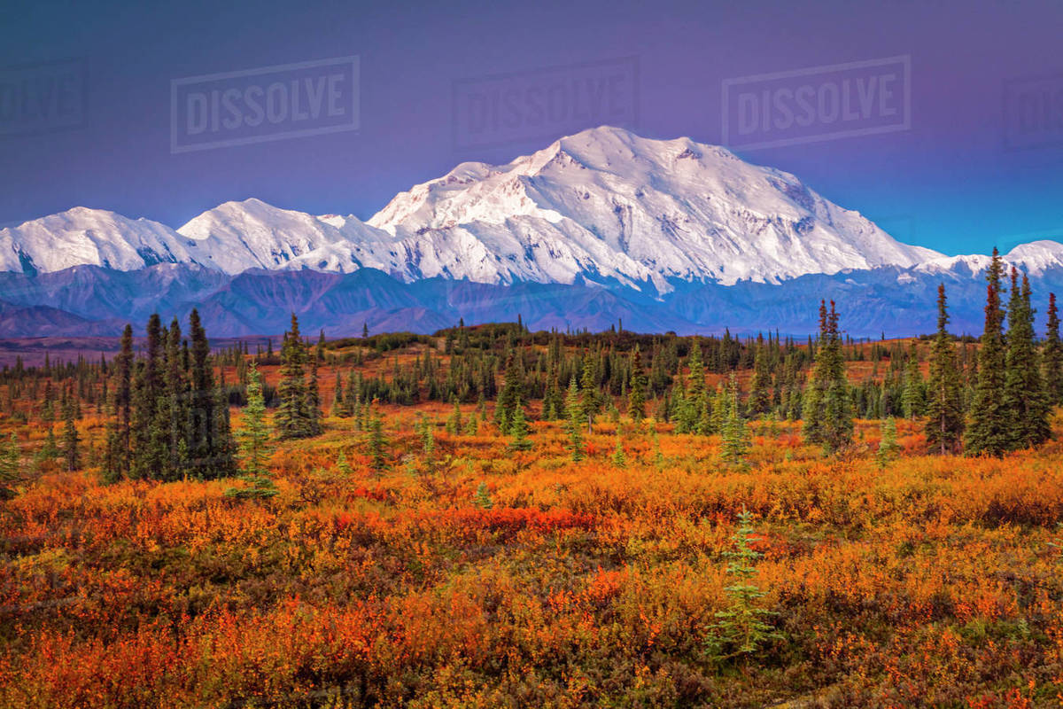 Mount Denali (McKinley) at dawn with fall colors of the tundra in the ...