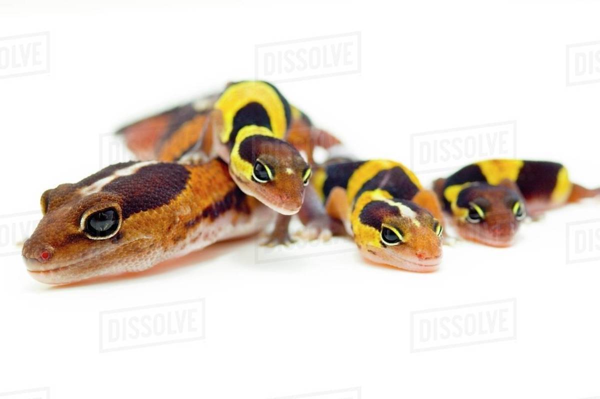 A Group Of African Fat-Tail Geckos (Hemitheconyx Caudicinctus ...