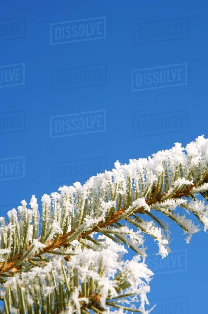 Closeup Of A Frosty Branch - Royalty-free Stock Photo | Dissolve