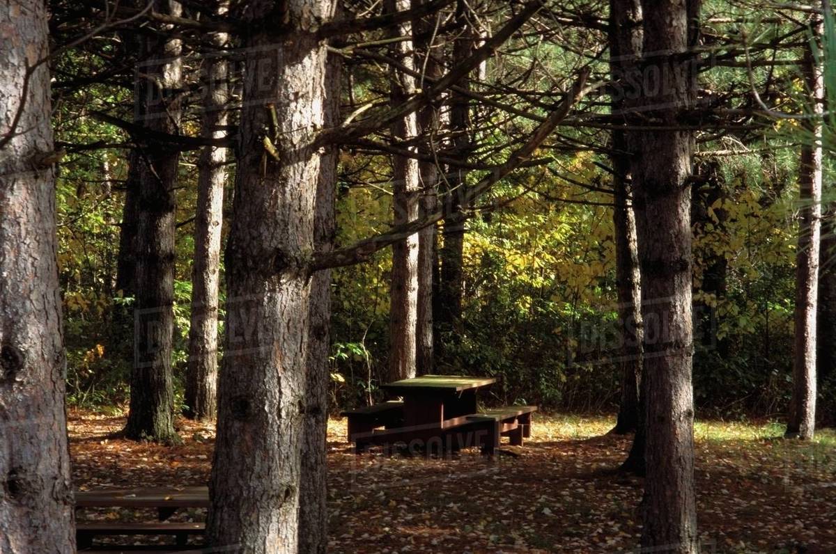 Picnic Table In The Woods - Royalty-free Stock Photo | Dissolve