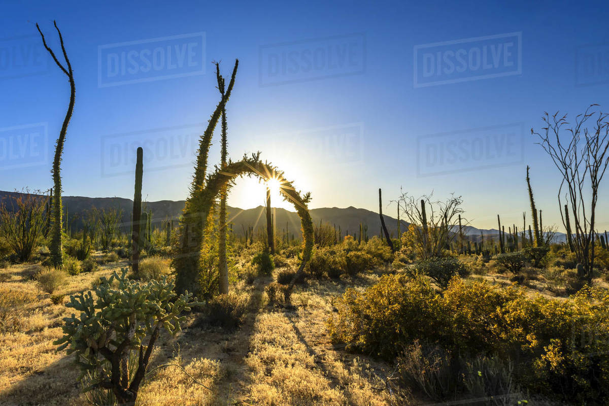 Boojum trees, Fouquieria columnaris, in the Valle de Los Cirios Fauna ...