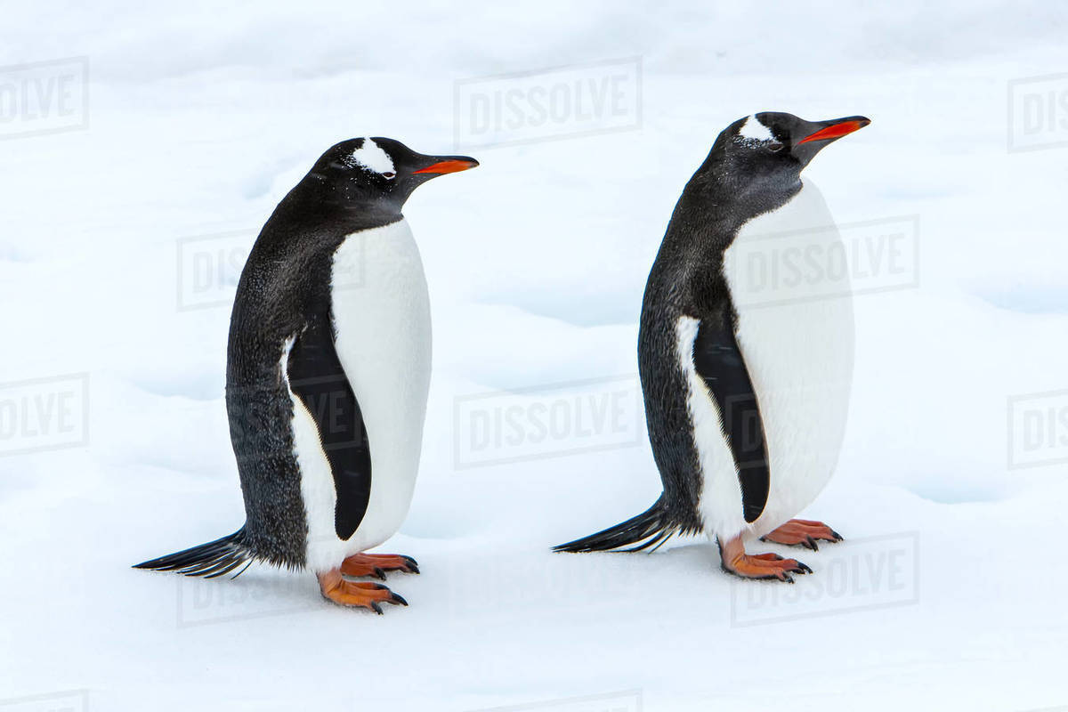 Side view of gentoo penguins standing on the snow. - Stock Photo - Dissolve
