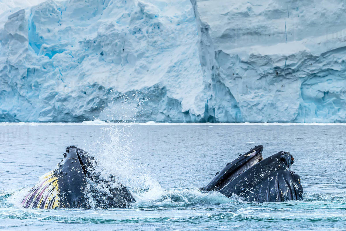 Humpback Whales lunge feeding near Paradise Harbor, Antarctica ...
