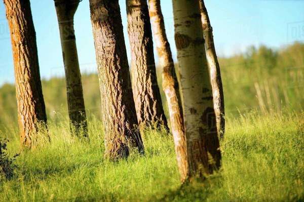 A Small Cluster Of Tree Trunks - Stock Photo - Dissolve
