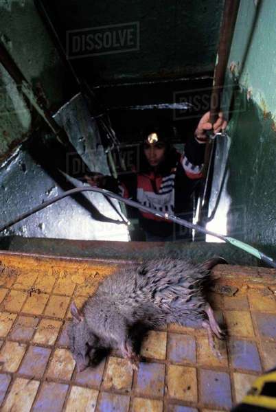 Dead Rat On Derelict Boat - Royalty-free Stock Photo | Dissolve