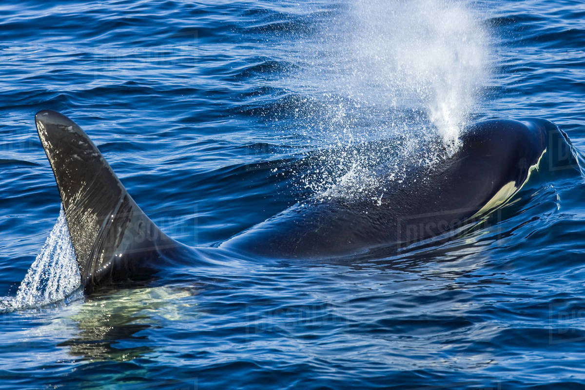 A killer whale sprays water from its blowhole at the water's surface ...
