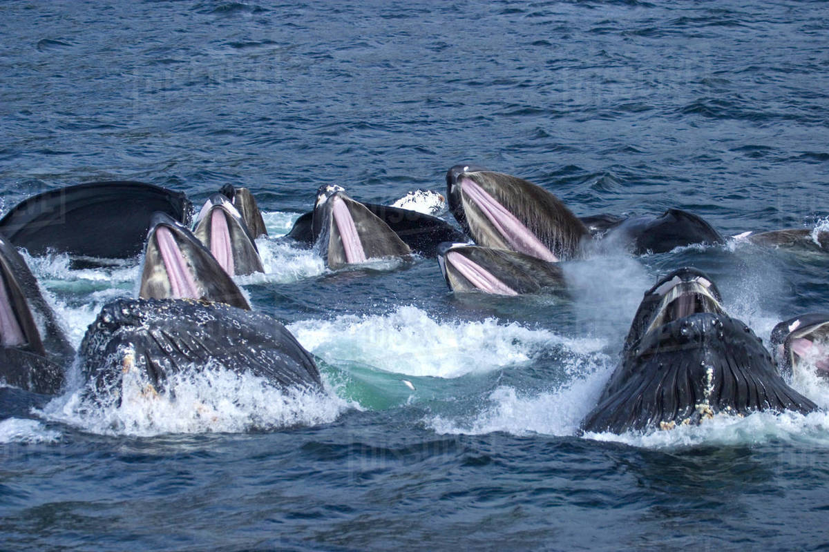 A group of humpback whales bubble net hunting and feeding together ...